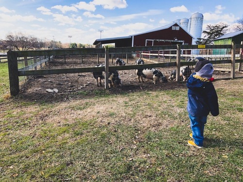 Friends of Kinder Farm Park