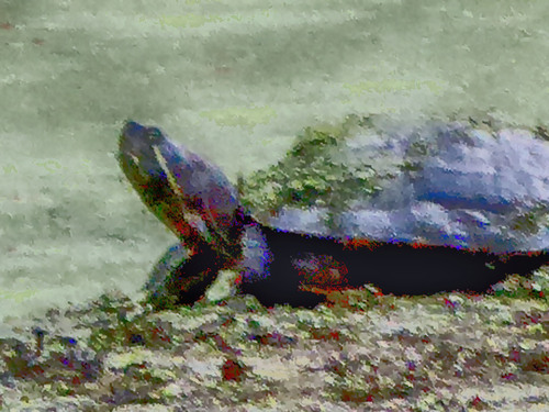 Friends of Kinder Farm Park